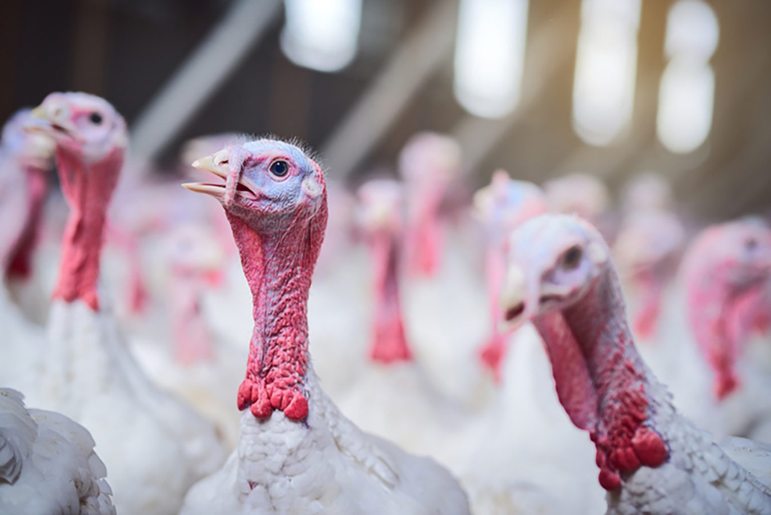 The Evolution of Turkey Farming - Backyard Poultry
